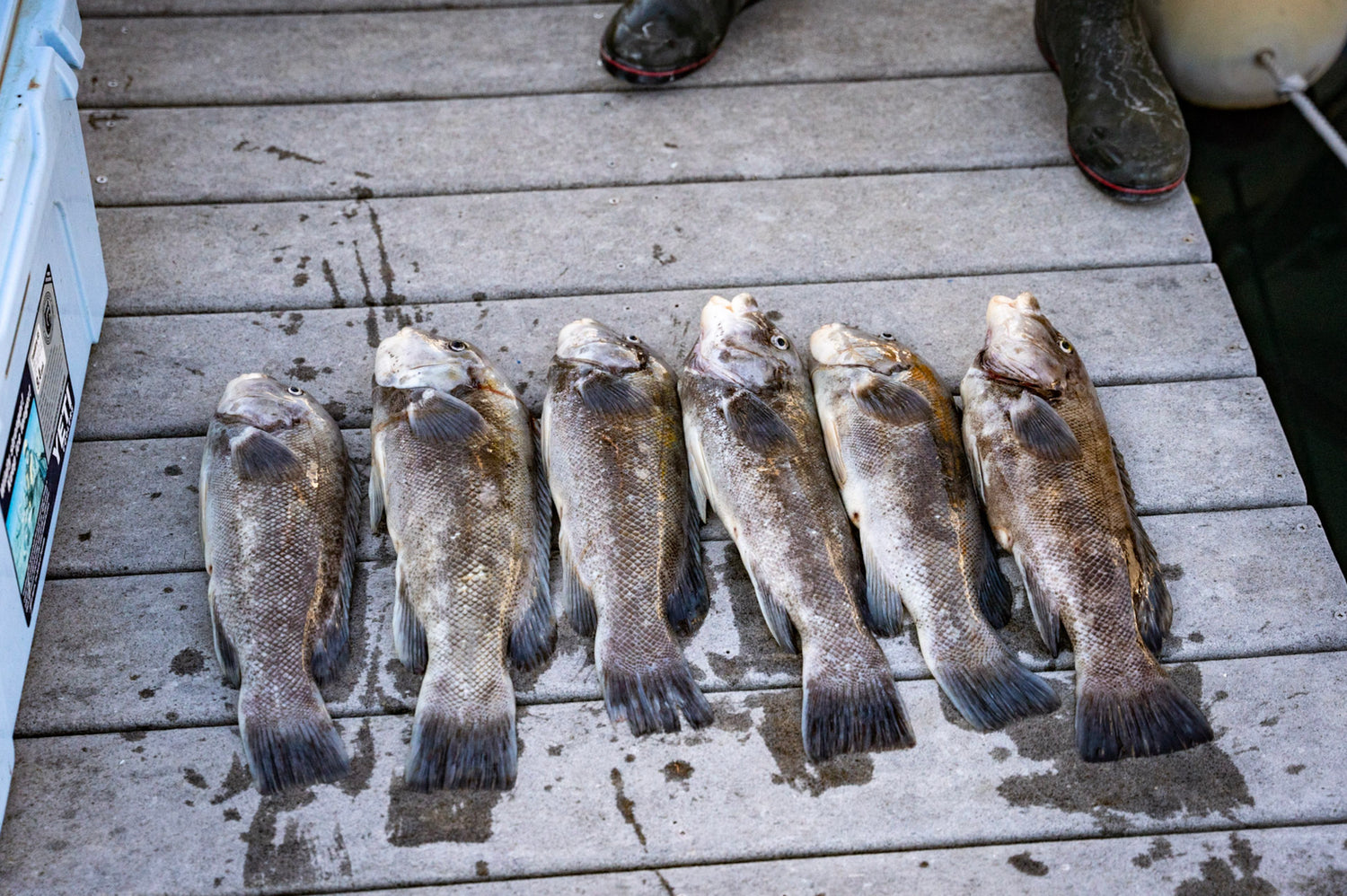 Fishing for Blackfish - What is the Best Bait for Catching Blackfish ...
